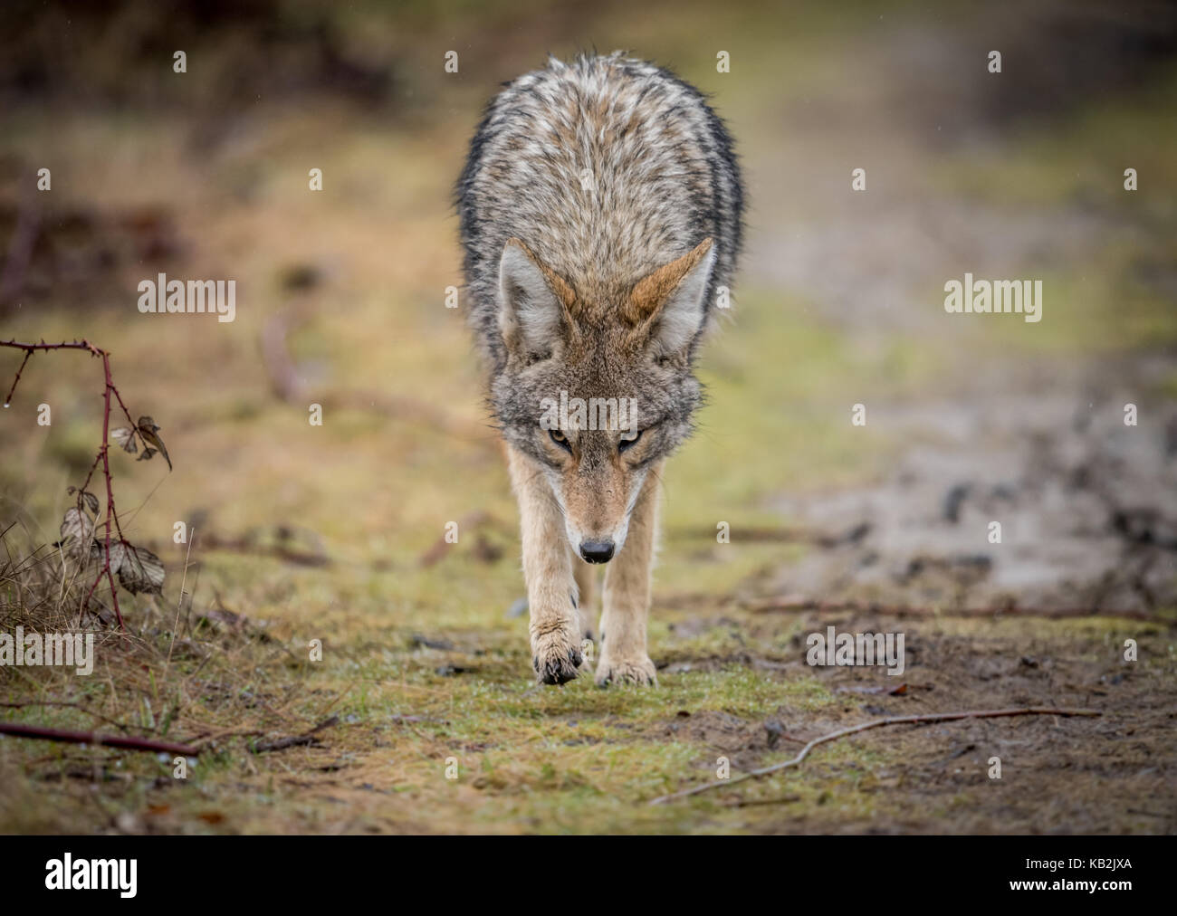 Coyote pup in forest hi-res stock photography and images - Alamy