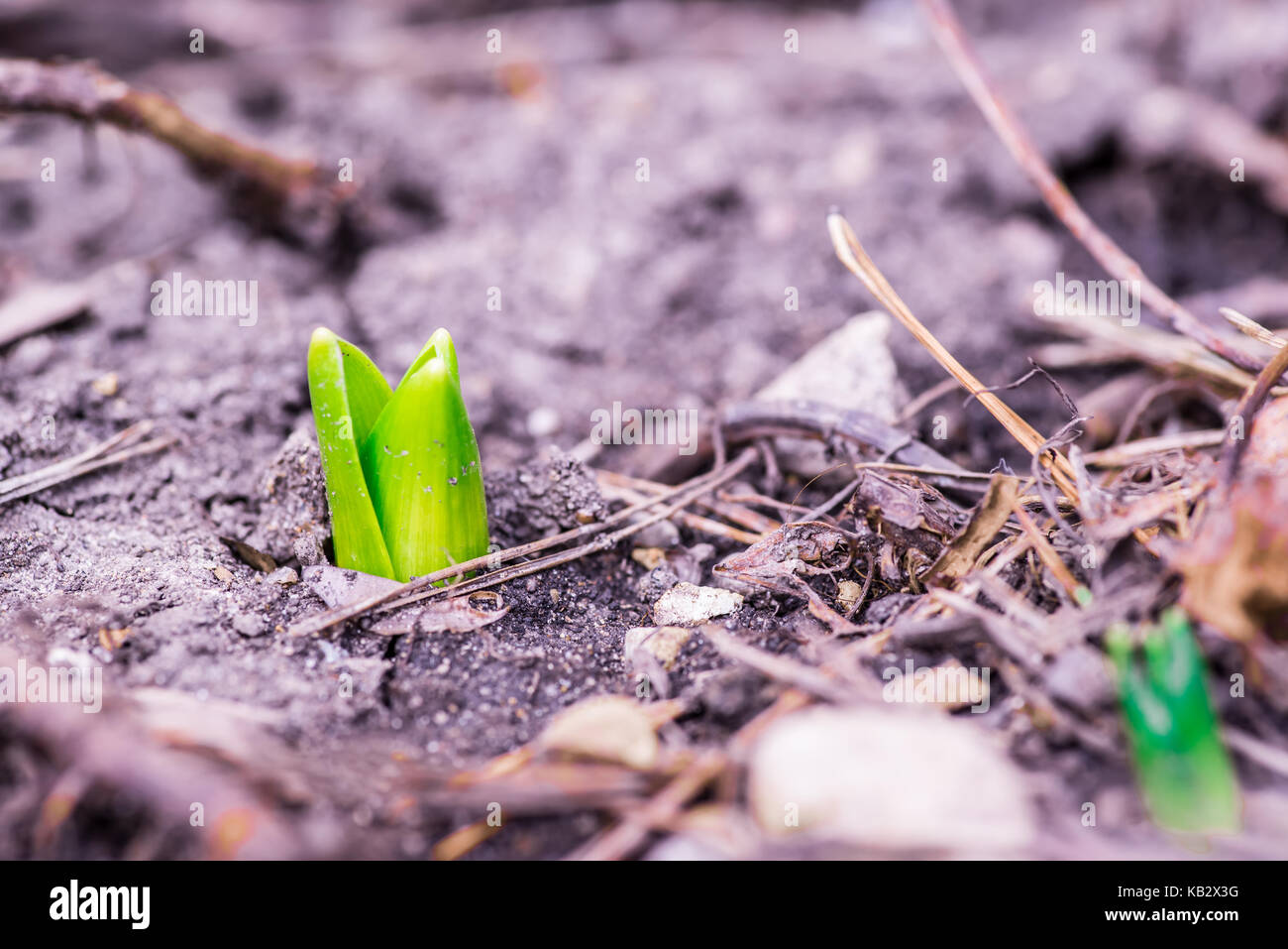 Spring Green Sprouts Stock Photo - Alamy