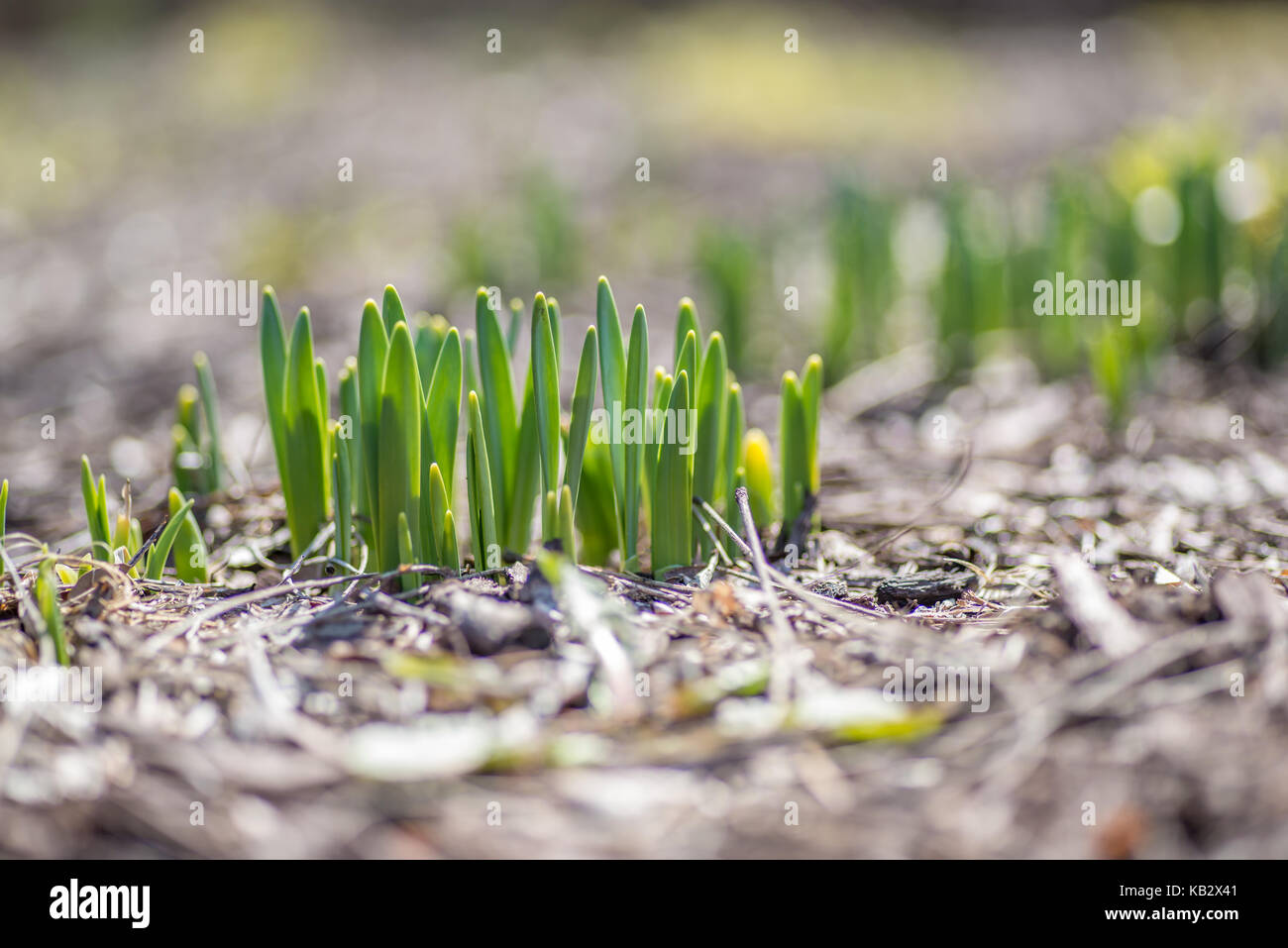 Spring Green Sprouts Stock Photo - Alamy