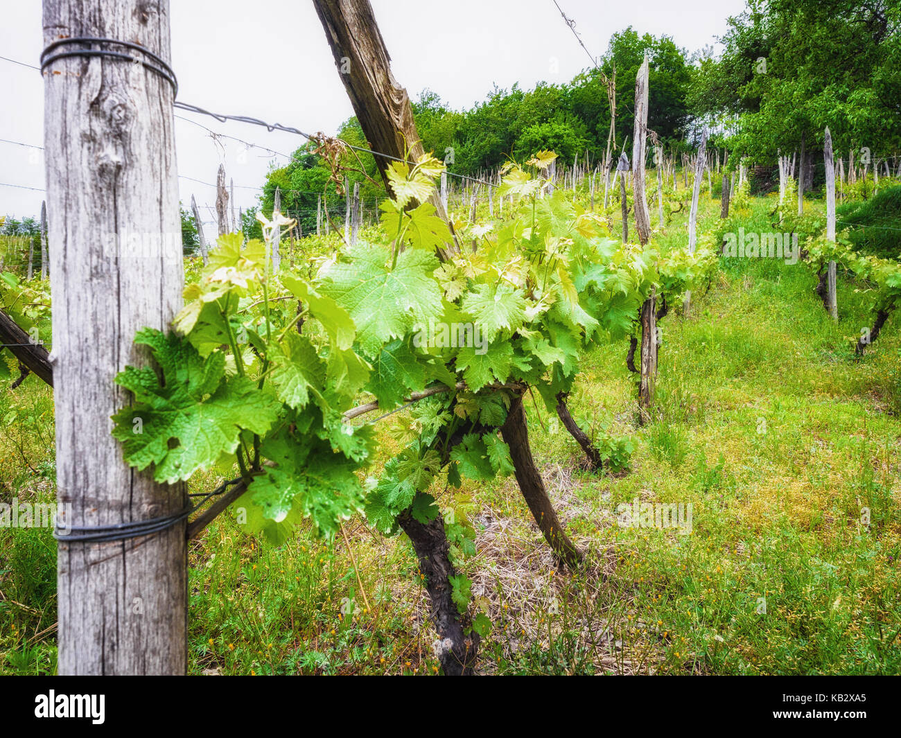 Landscape with green vineyards. A young vine grows in a field on a ...