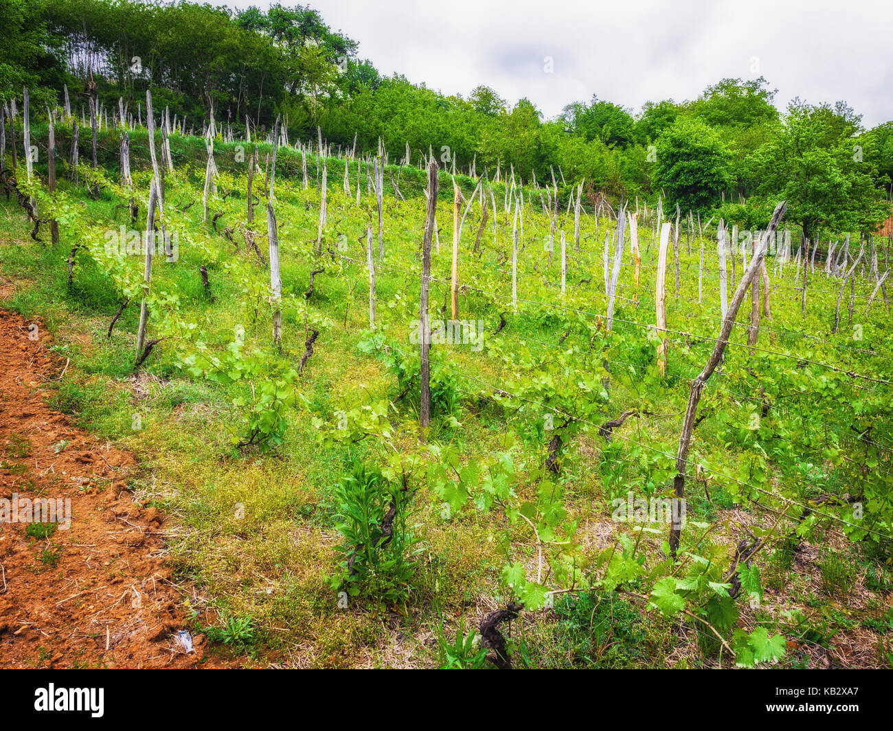Usakhelauri vineyard hi-res stock photography and images - Alamy