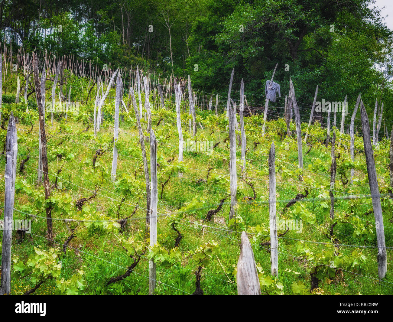 Landscape with green vineyards. A young vine grows in a field on a ...