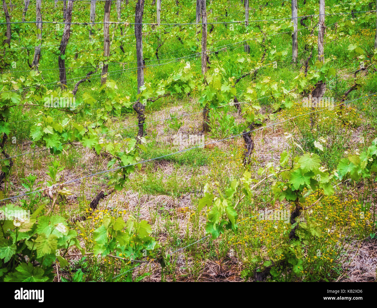 Usakhelauri vineyard hi-res stock photography and images - Alamy