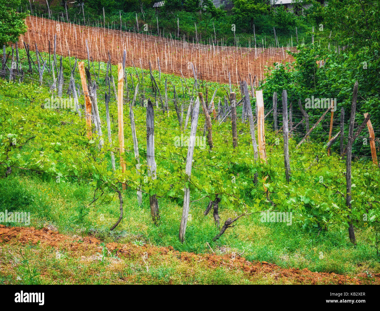 Usakhelauri hi-res stock photography and images - Alamy