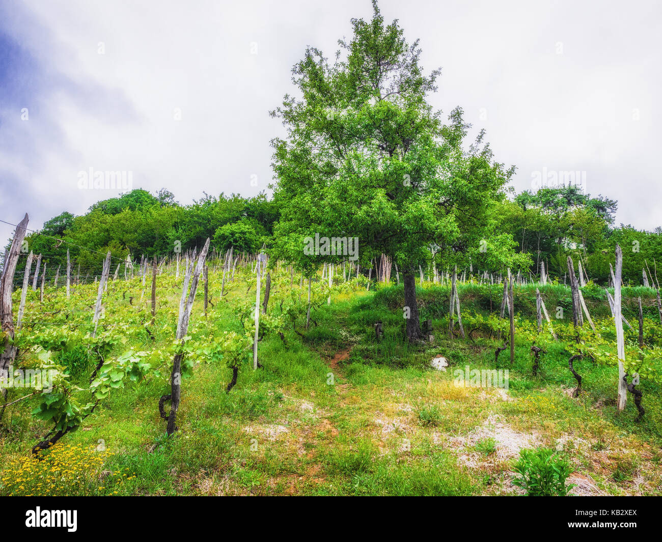 Landscape with green vineyards. A young vine grows in a field on a ...