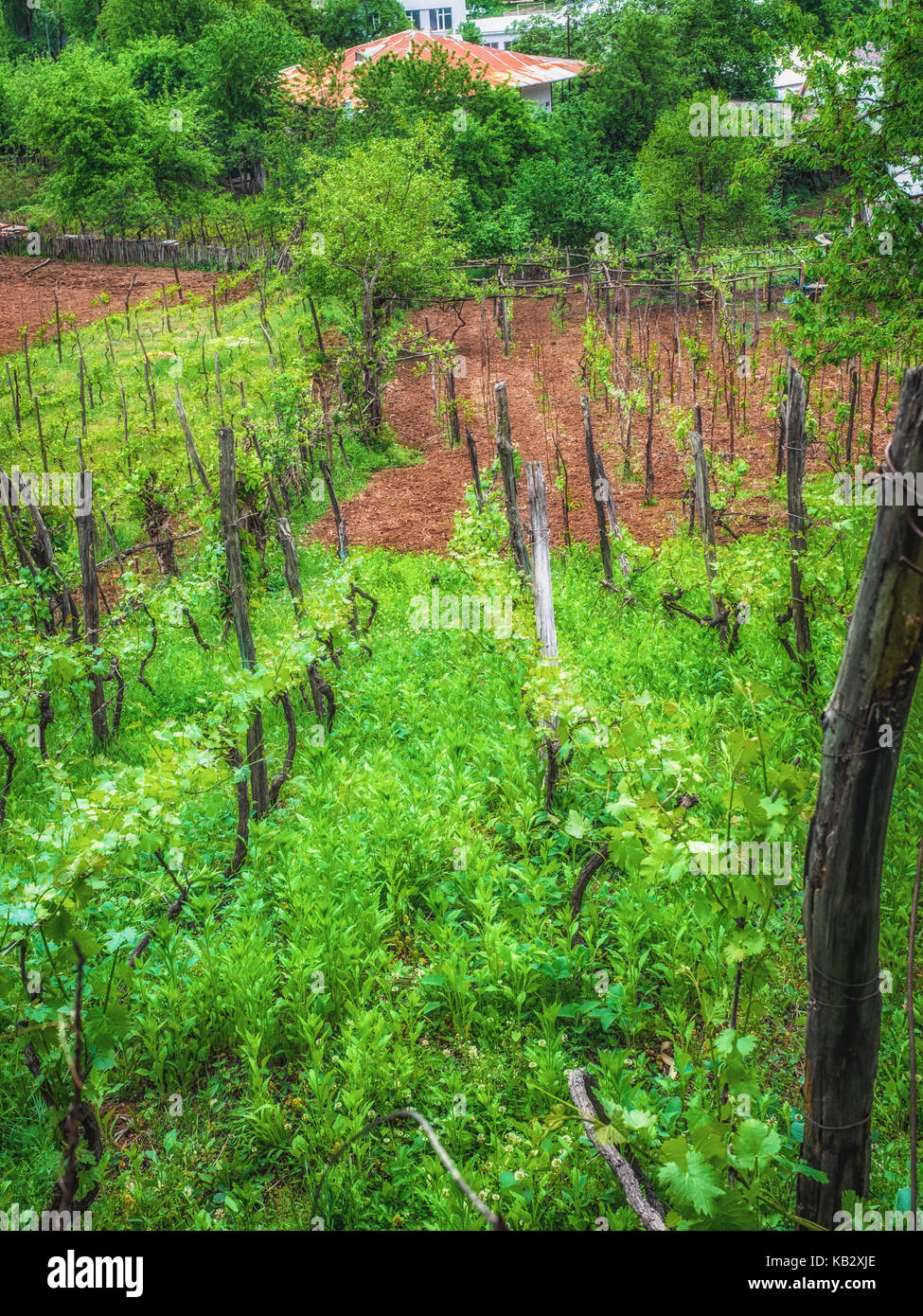 Usakhelauri vineyard hi-res stock photography and images - Alamy