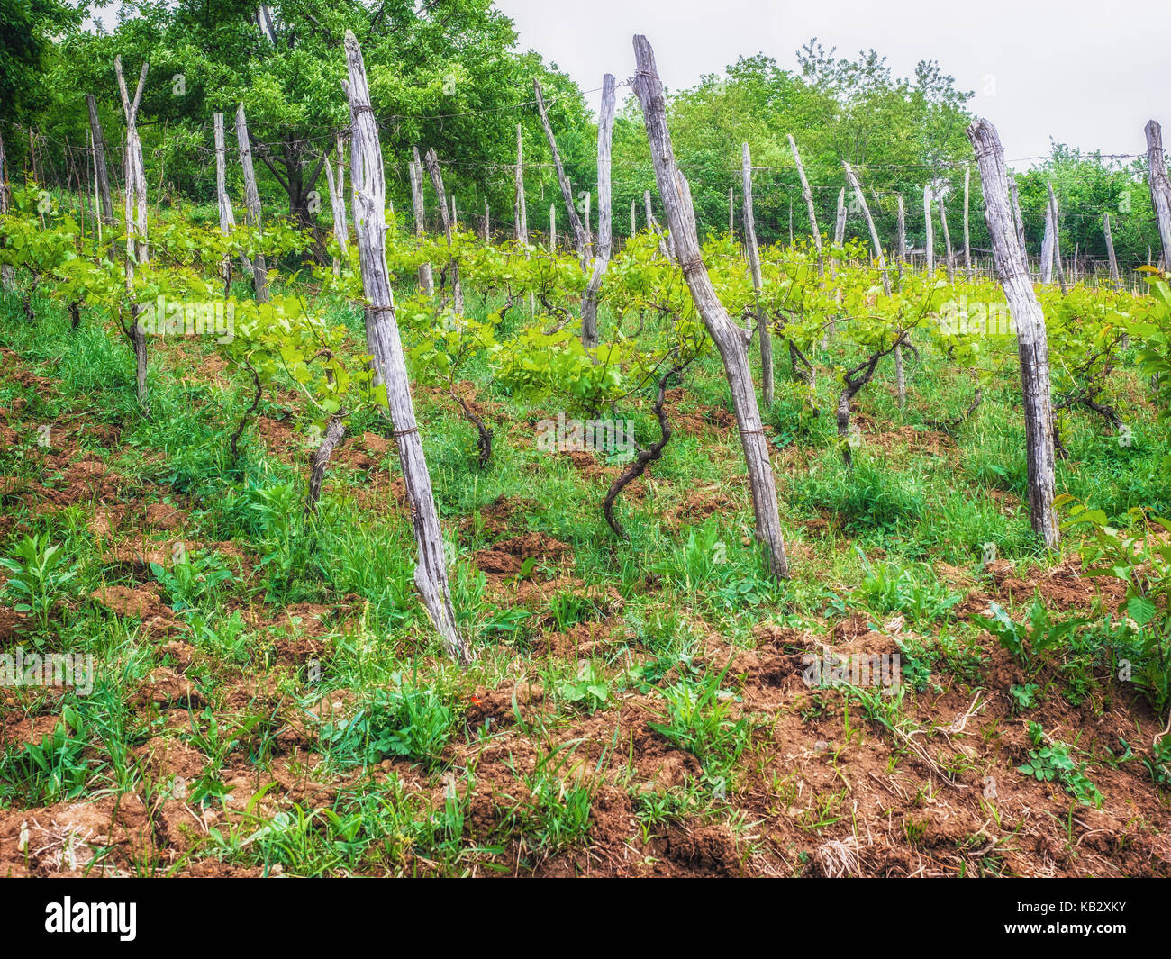 Usakhelauri vineyard hi-res stock photography and images - Alamy