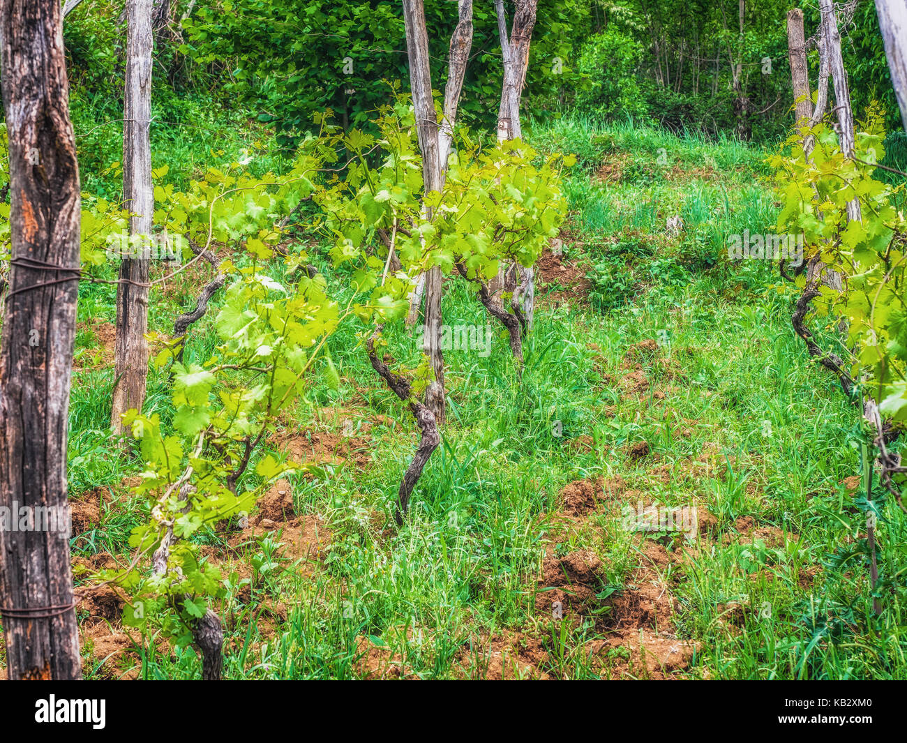 Landscape with green vineyards. A young vine grows in a field on a ...