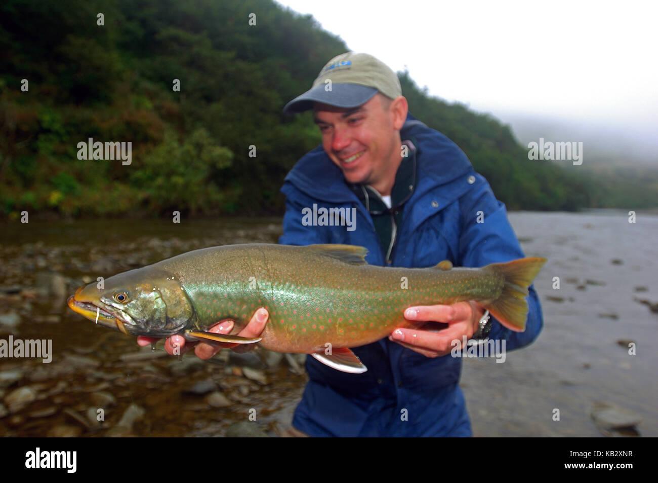 Fisherman holding an Arctic Char or Dolly Varden caught while fly ...