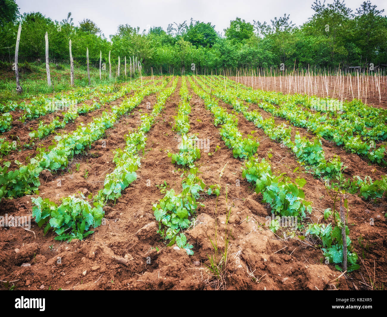 Usakhelauri vineyard hi-res stock photography and images - Alamy