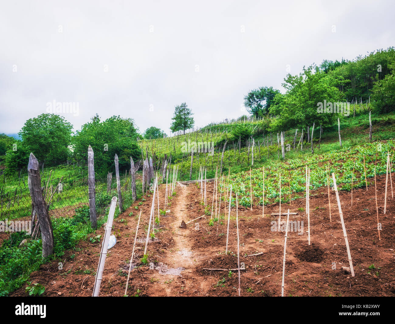 Usakhelauri vineyard hi-res stock photography and images - Alamy