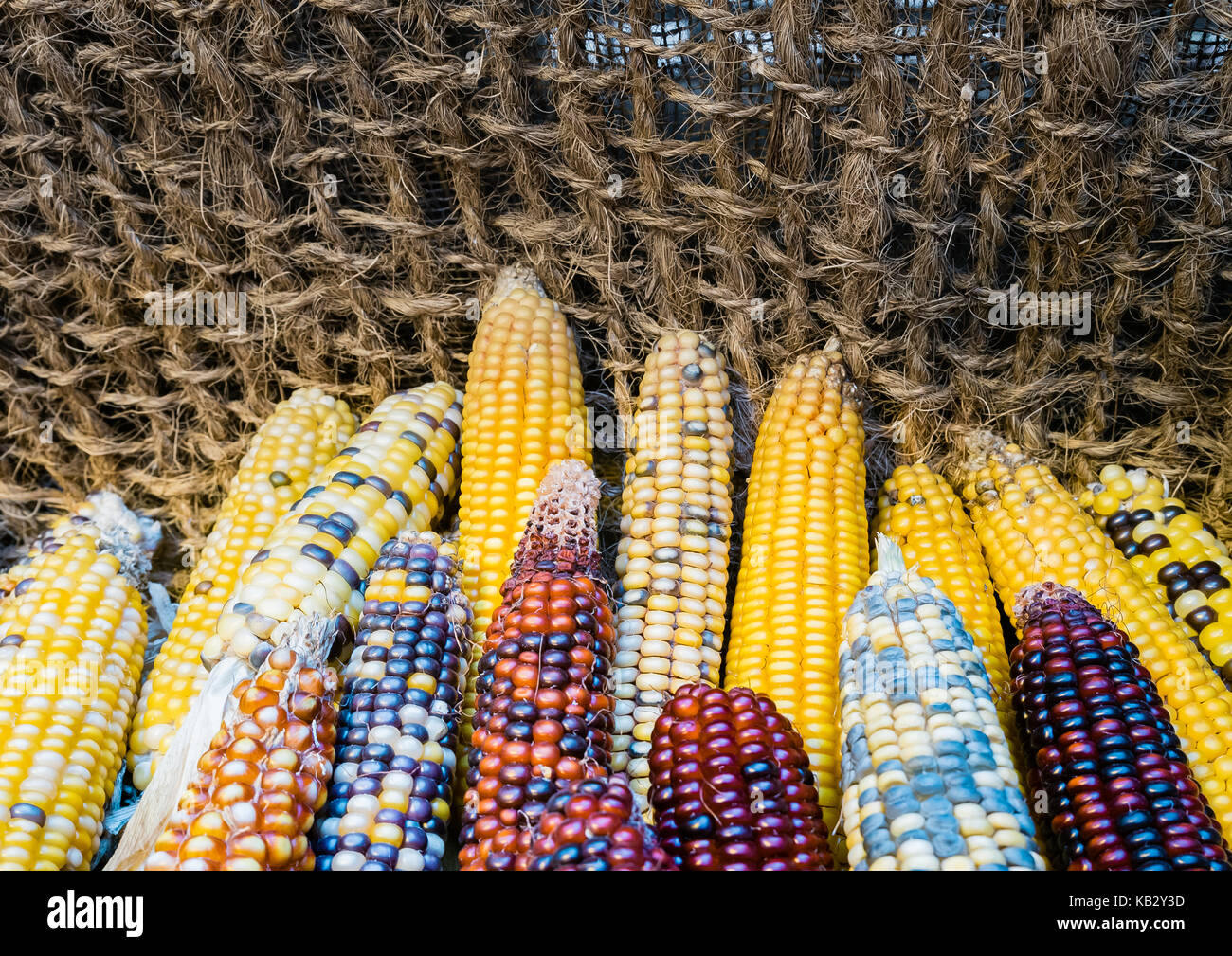 Indian colored corn background Stock Photo - Alamy