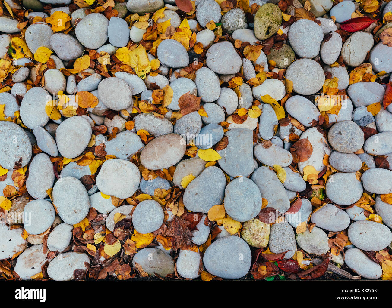 cobblestone pebble foliage. autumn background Stock Photo - Alamy