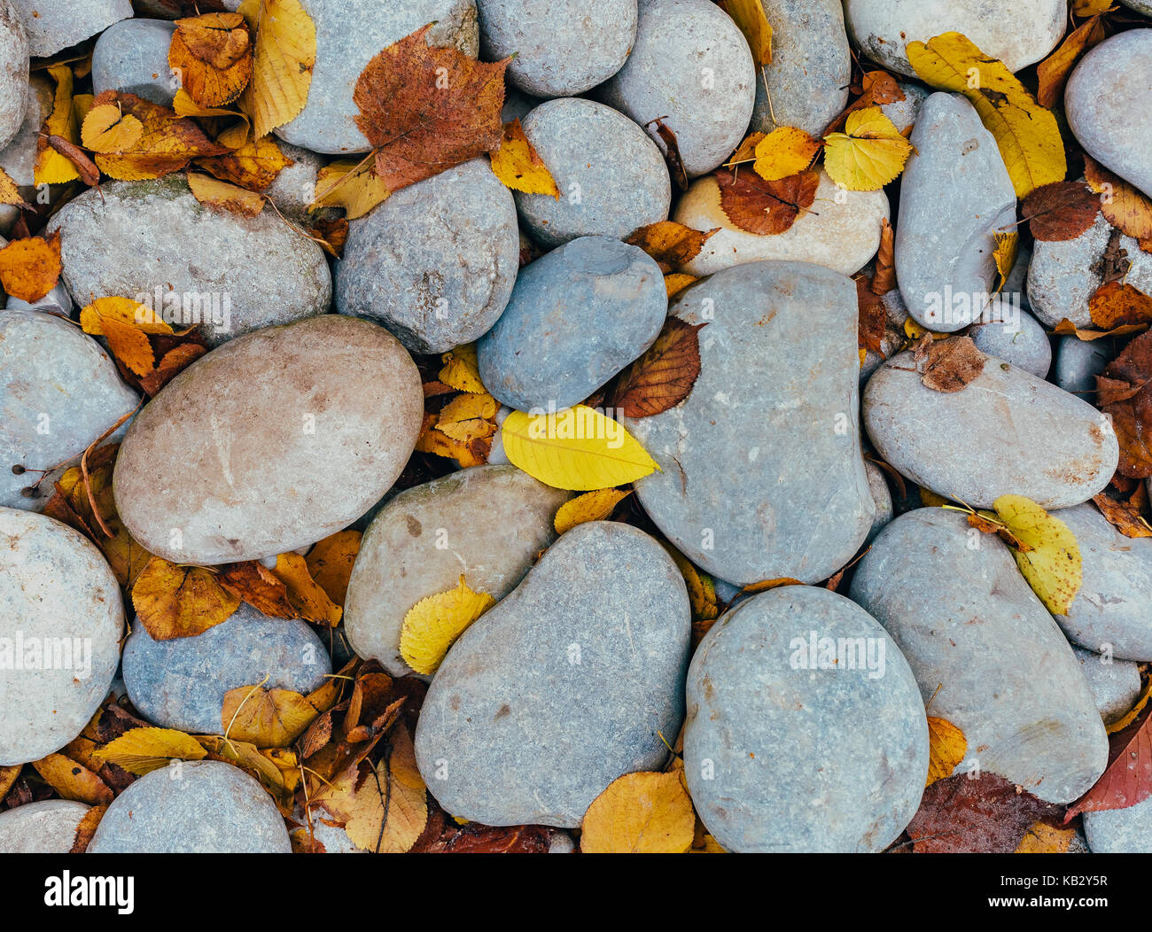 cobblestone pebble foliage. autumn background Stock Photo - Alamy