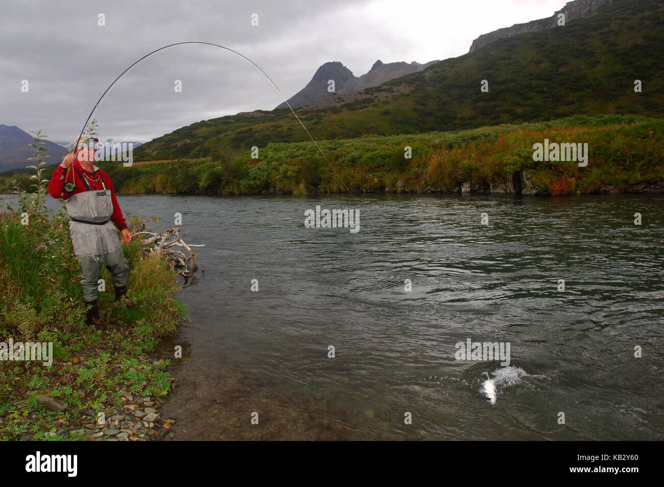 Fishermen fighting and landing a silver or coho salmon while fishing ...