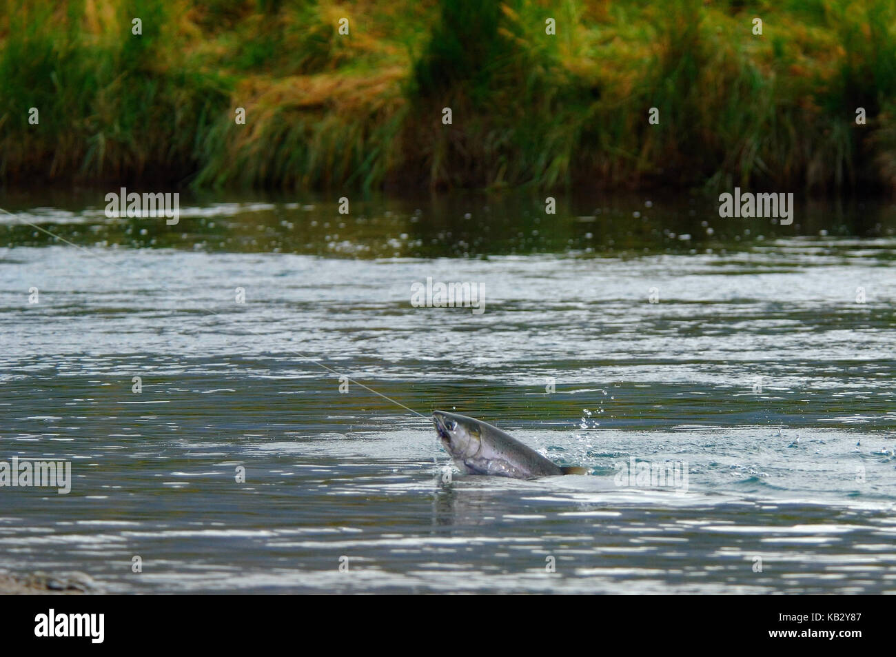 Fishermen fighting and landing a silver or coho salmon while fishing ...