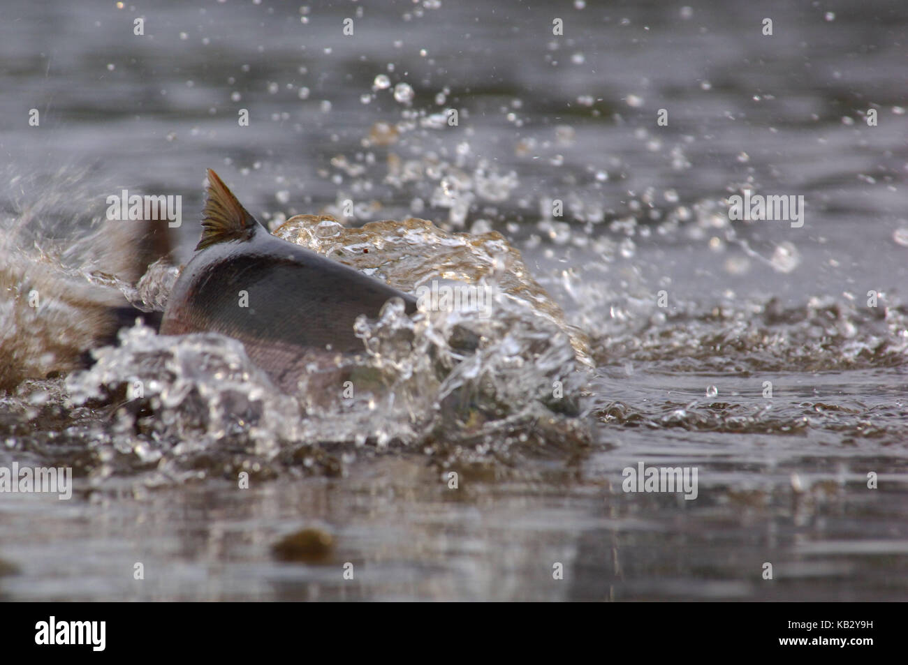 Fishermen fighting and landing a silver or coho salmon while fishing ...