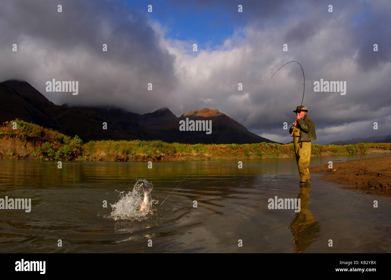 Fishermen fighting and landing a silver or coho salmon while fishing ...