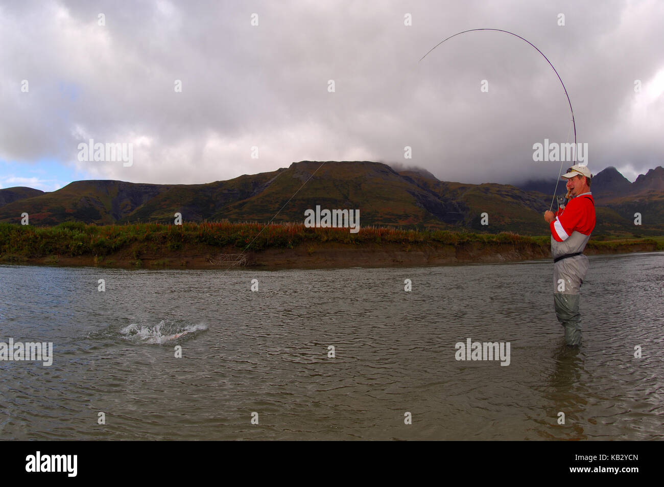 Fishermen fighting and landing a silver or coho salmon while fishing ...