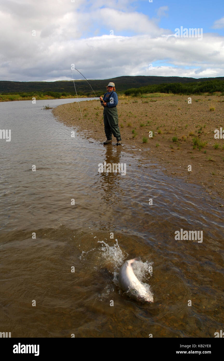 Fishermen fighting and landing a silver or coho salmon while fishing ...