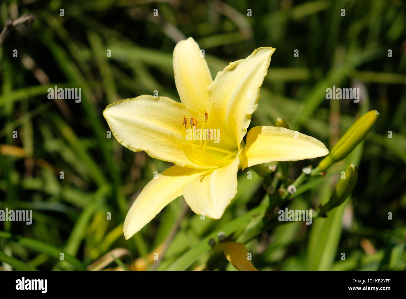 Yellow Flower close up Stock Photo - Alamy