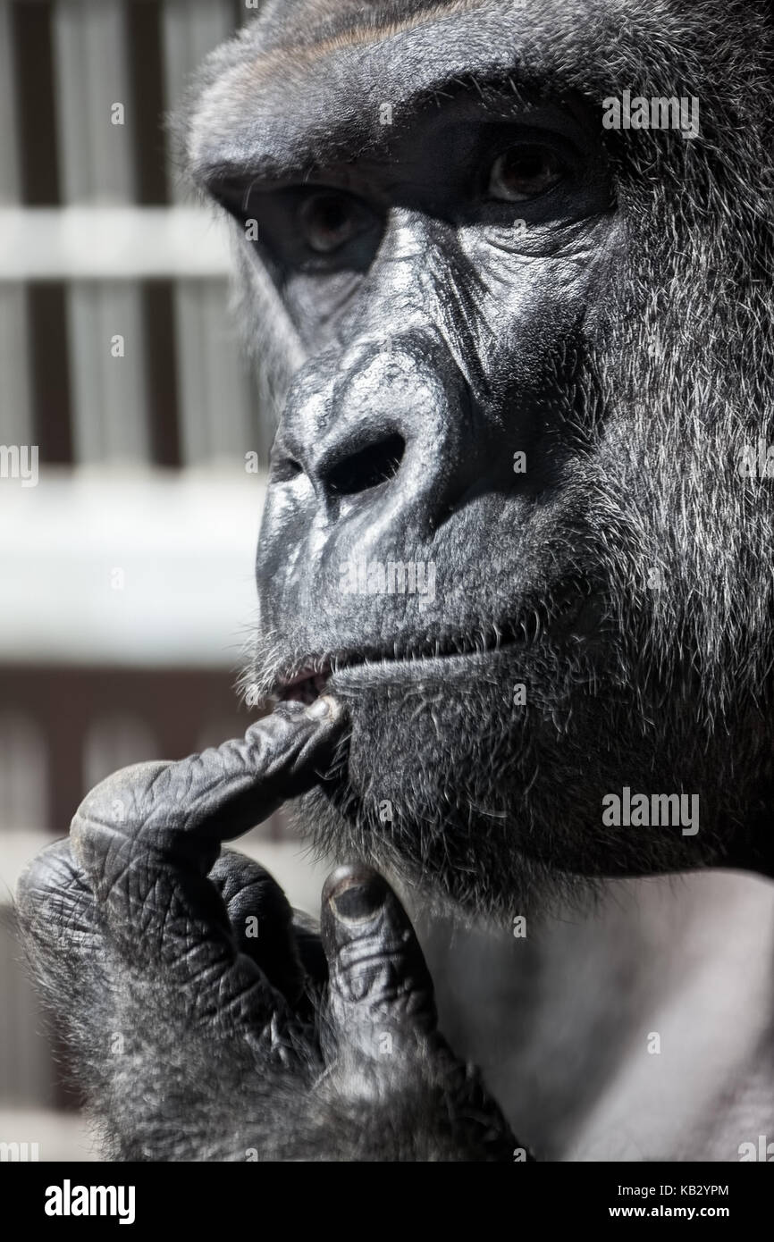 Portrait of thinking gorilla Stock Photo - Alamy