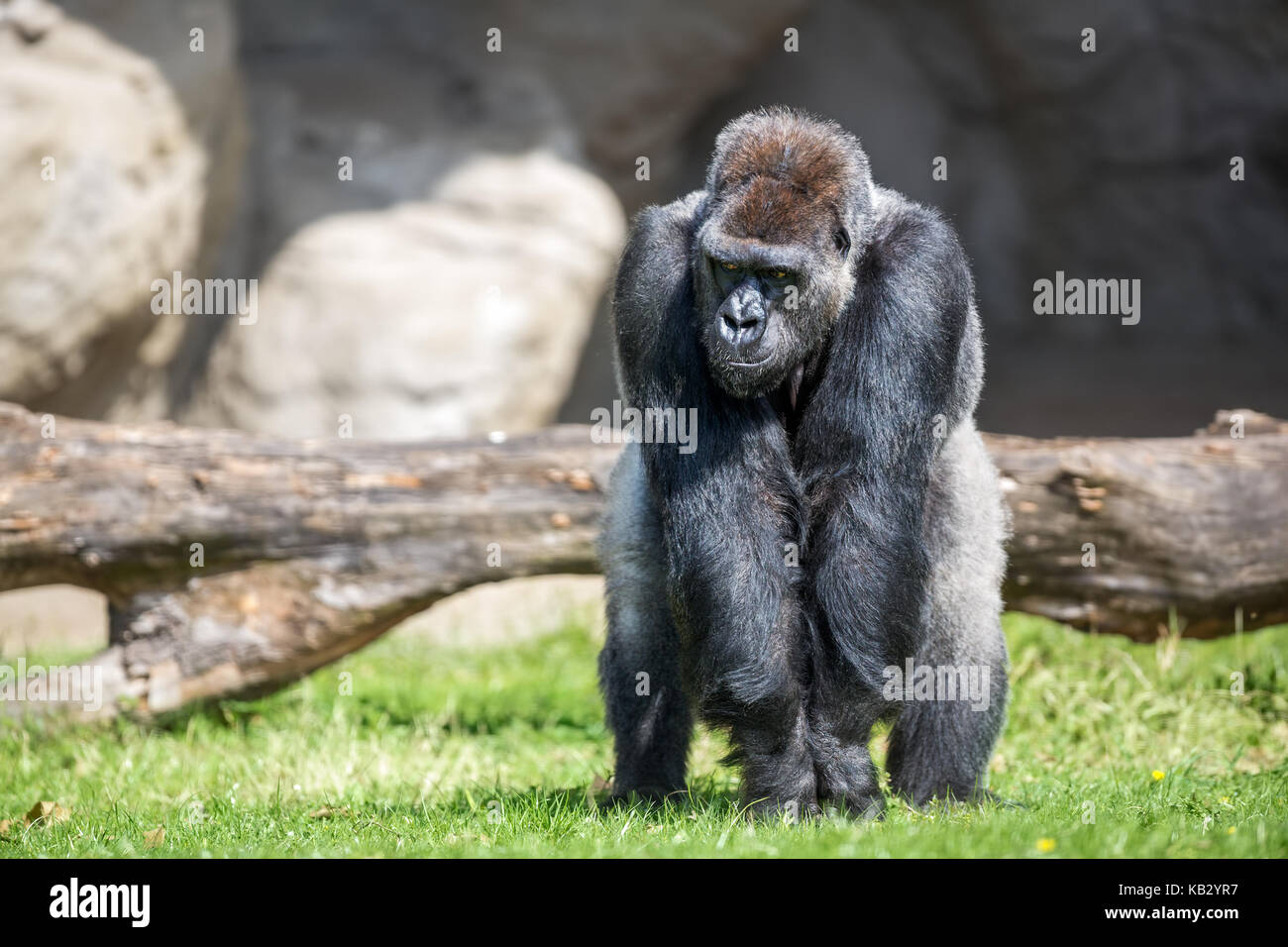 Gorilla baby on back hi-res stock photography and images - Alamy