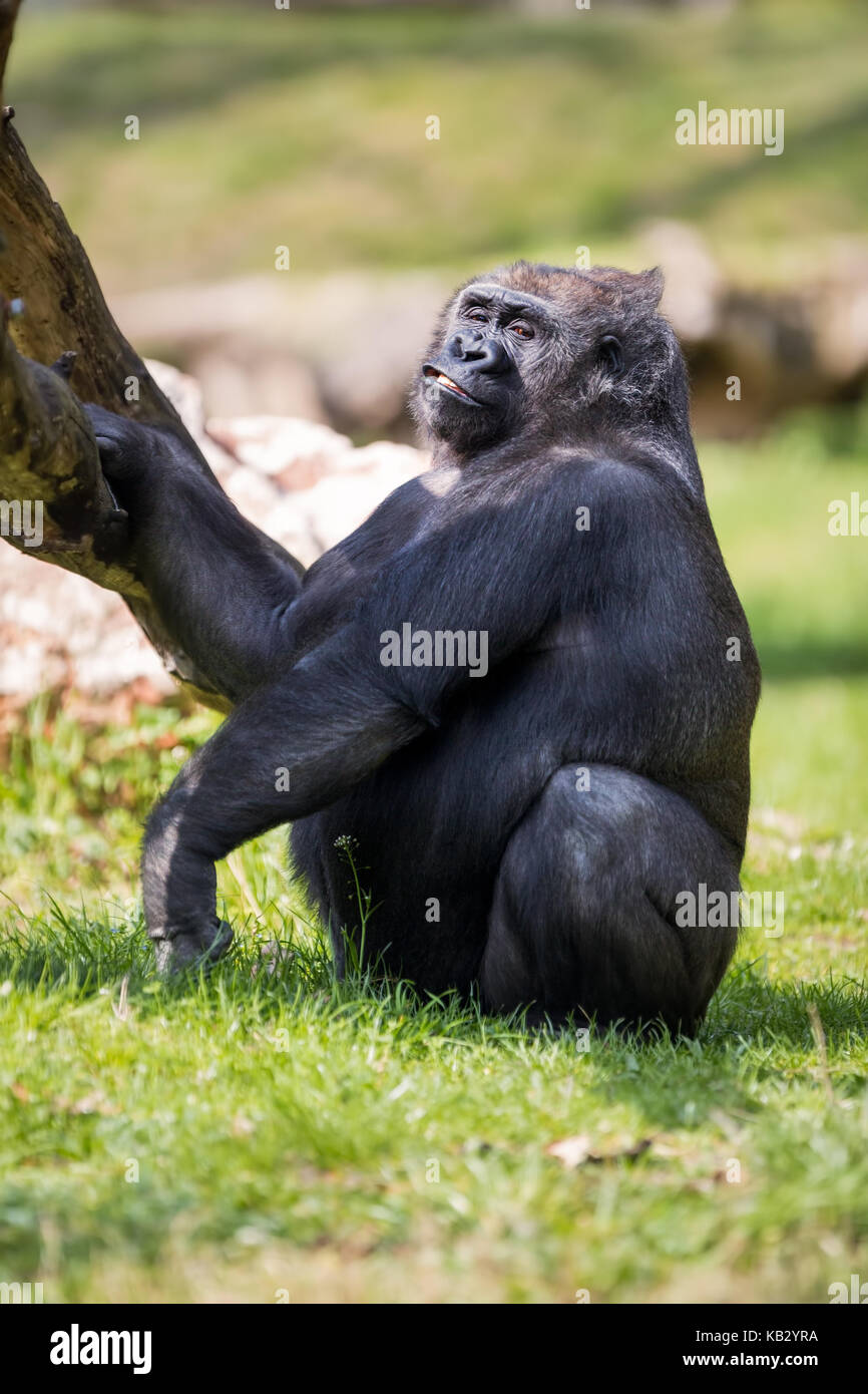 male gorilla with silverback sitting on grass Stock Photo - Alamy