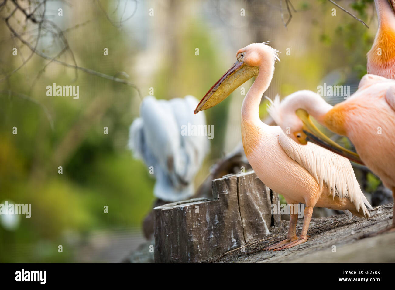 Phasianus onocrotalus hi-res stock photography and images - Alamy