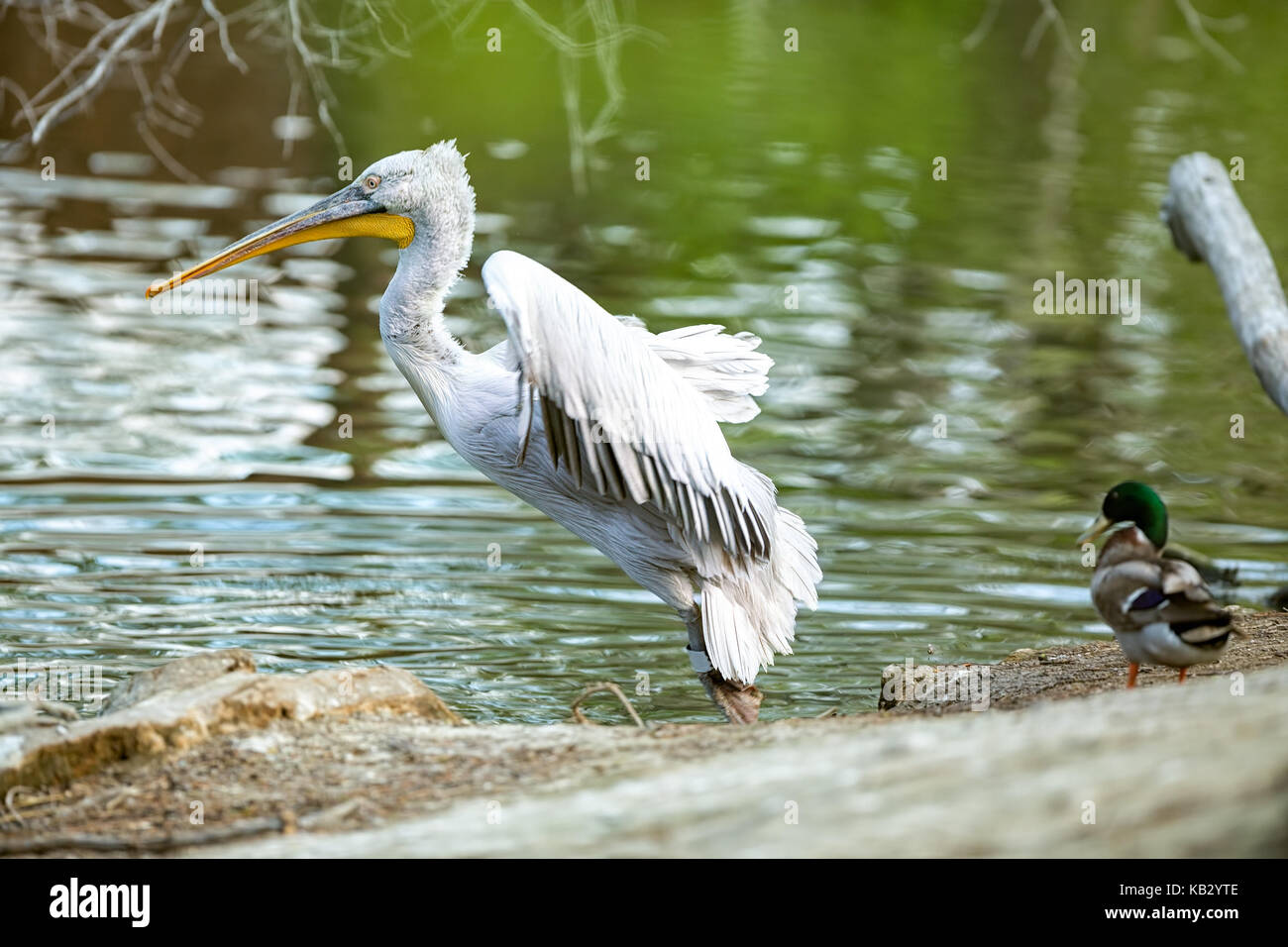 Beautiful female pelican head hi-res stock photography and images - Alamy