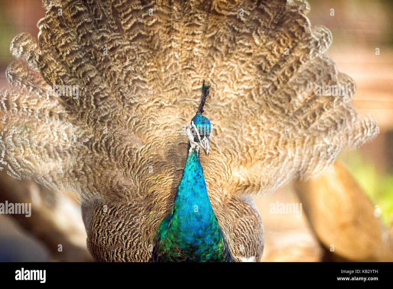 Portrait of gorgeous peacock Stock Photo - Alamy