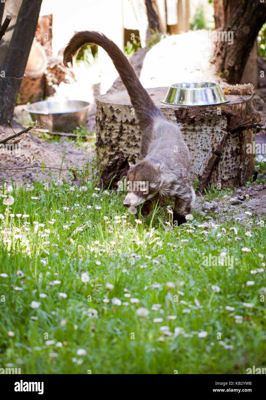 Mephitis mephitis fur hi-res stock photography and images - Alamy