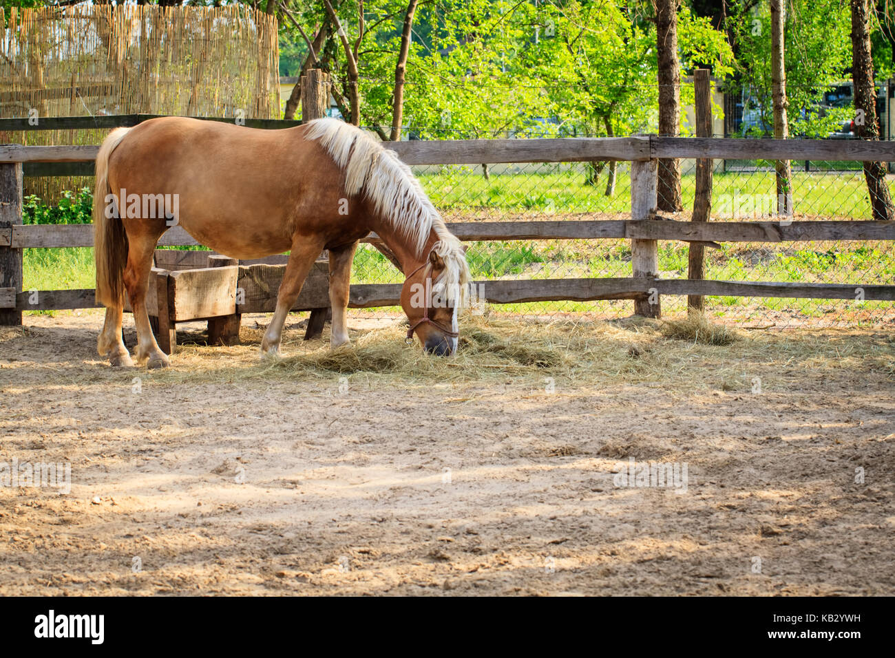 beautiful horse grazing Stock Photo - Alamy