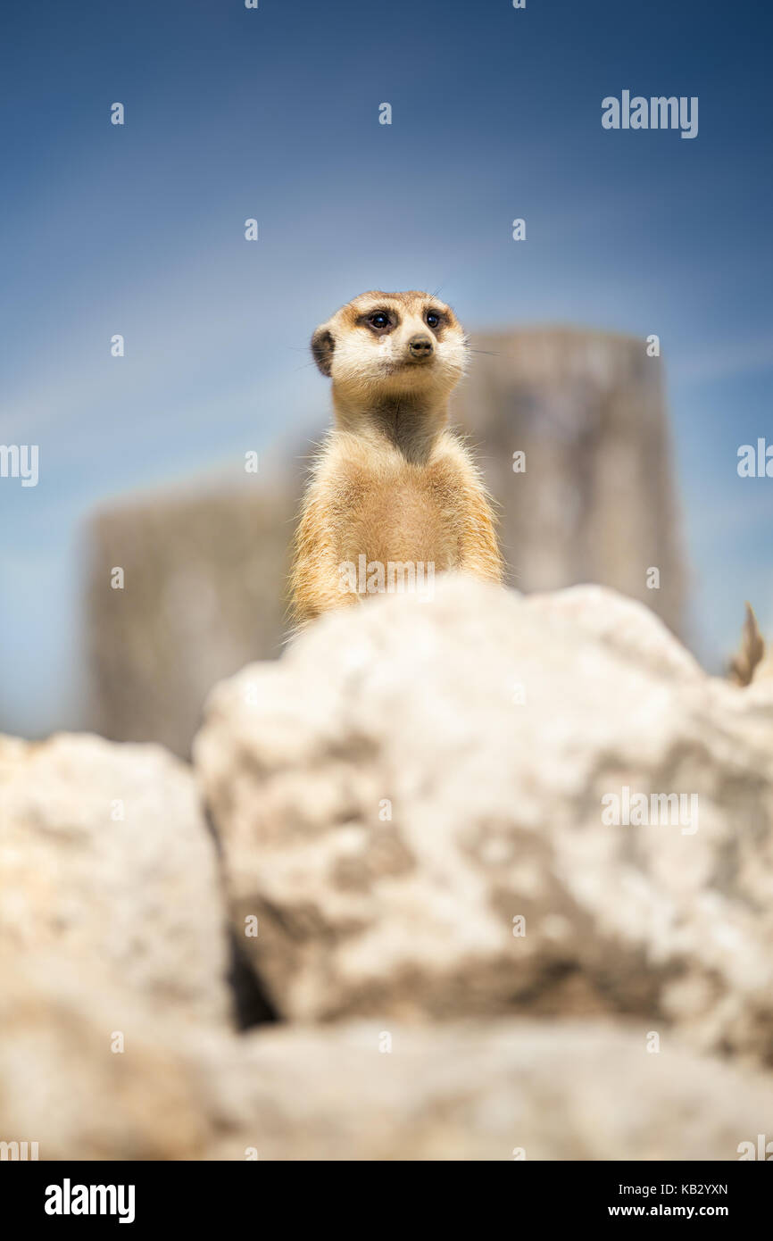 Meerkat peeking behind rock, funny portrait Stock Photo - Alamy