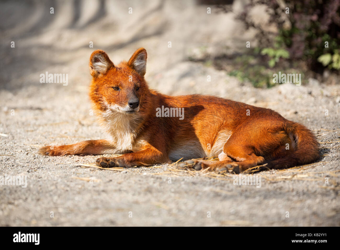 Red Fox lying on sand, predator in wild Stock Photo - Alamy