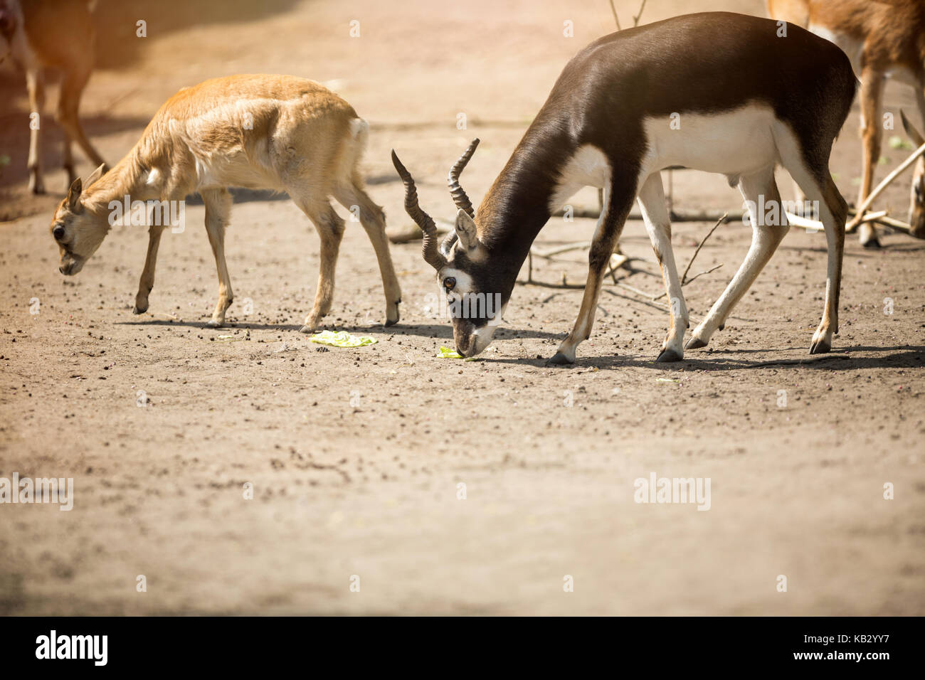 Two beautiful different antelope Stock Photo - Alamy