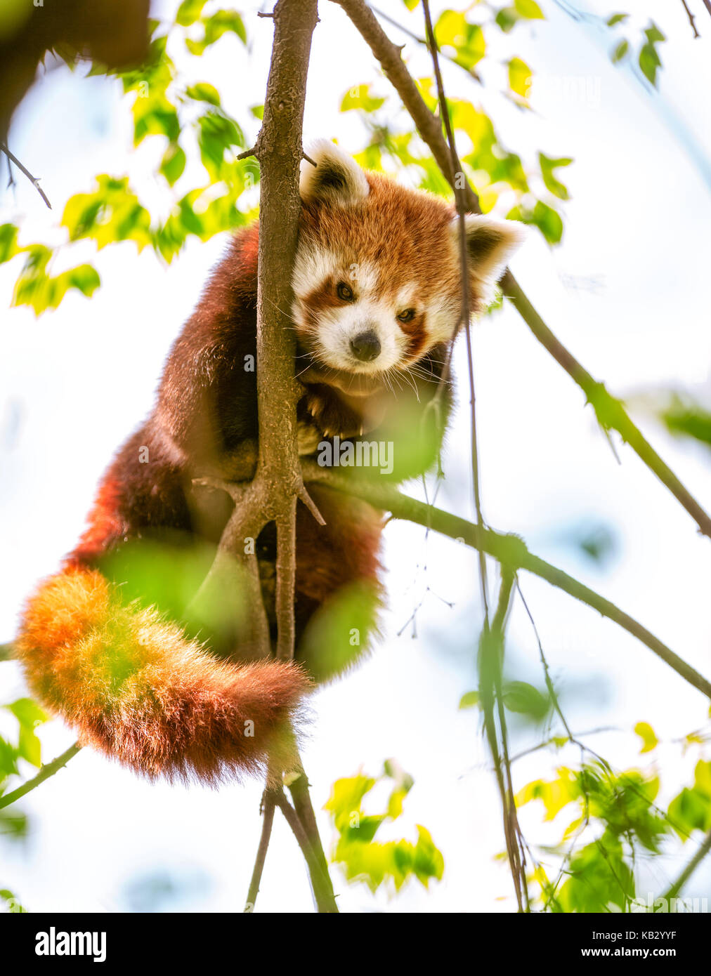 Red Panda or Lesser Panda hanging on a branch high in a tree Stock ...