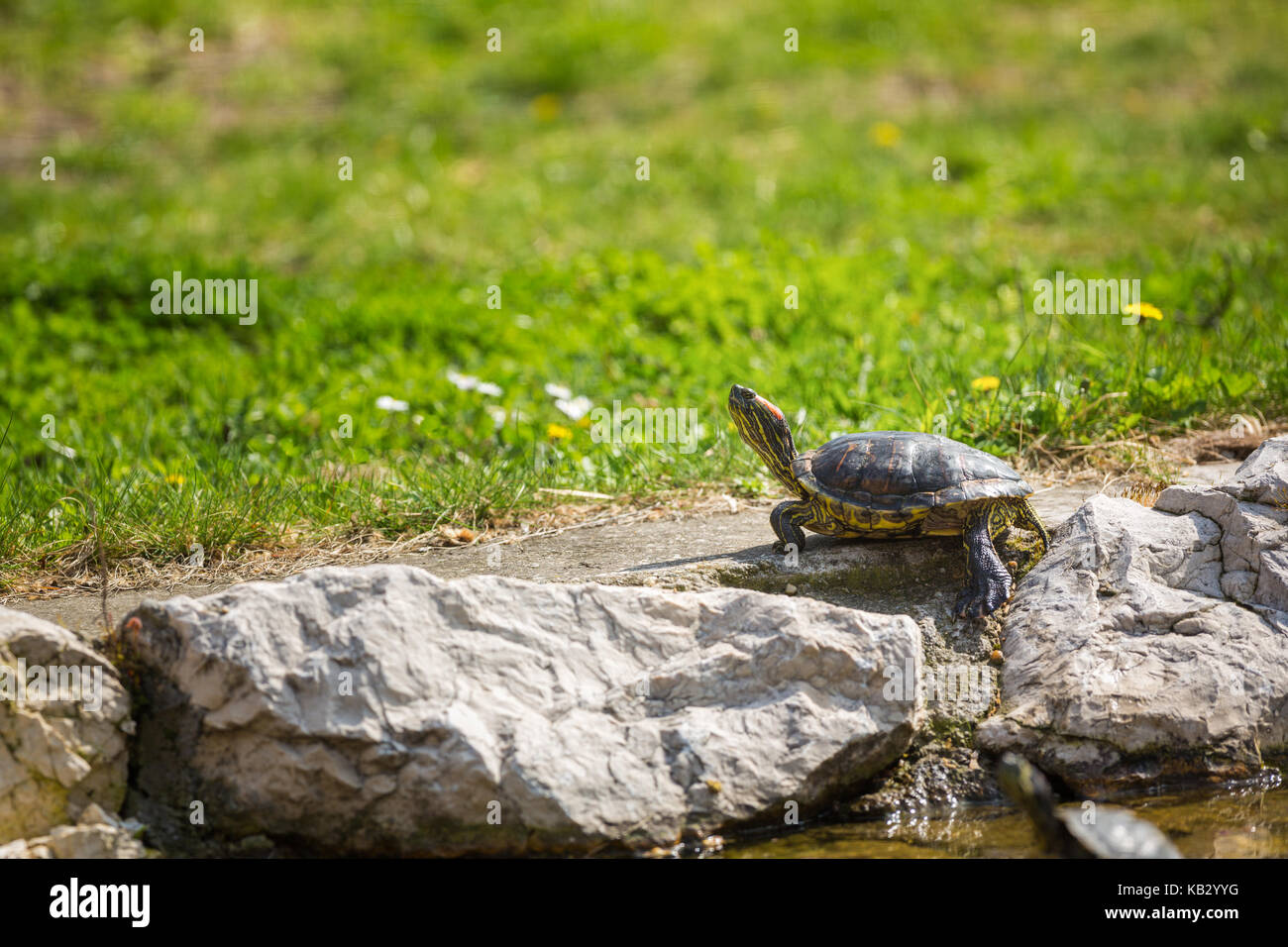 red-eared slider turtle basking in the sun on rock Stock Photo - Alamy