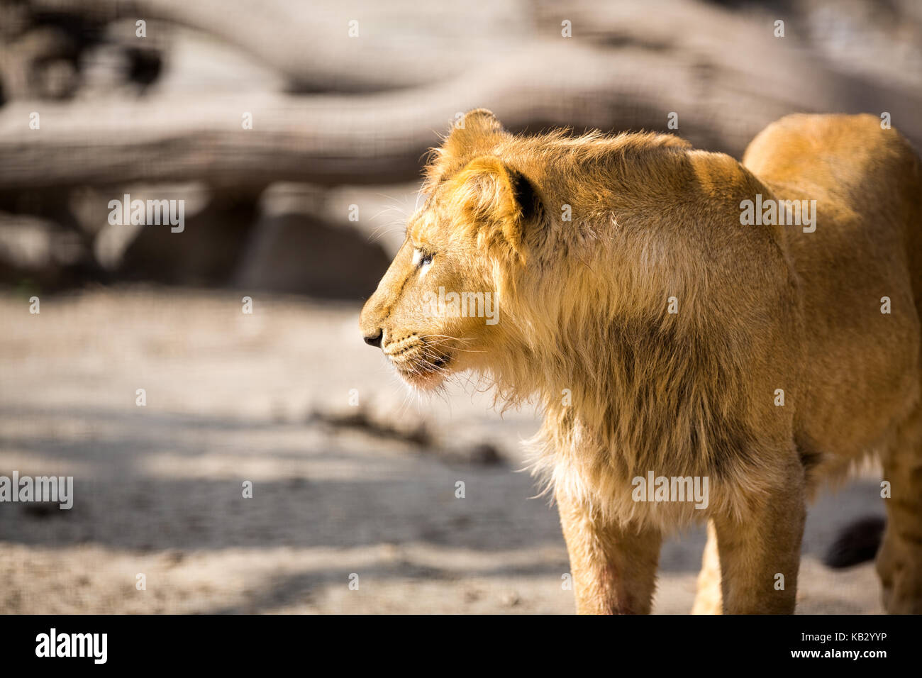 Adult male lion enjoying in sunny day Stock Photo - Alamy