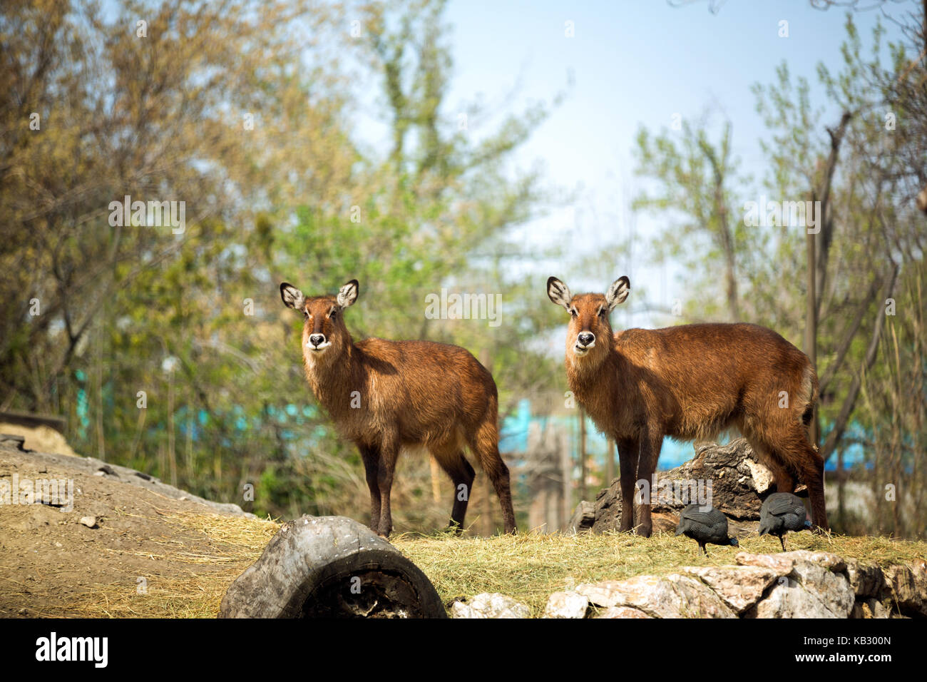 Two beautiful Waterbuck (Reduncinae Stock Photo - Alamy