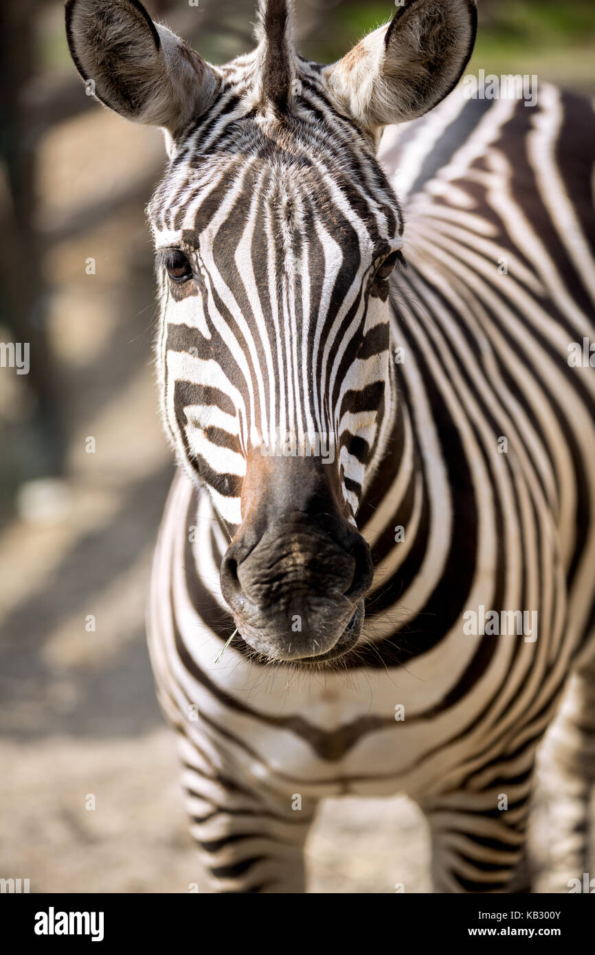 beautiful zebra looking at camera Stock Photo - Alamy