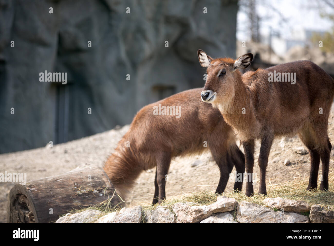 Pair of Waterbuck (Reduncinae Stock Photo - Alamy