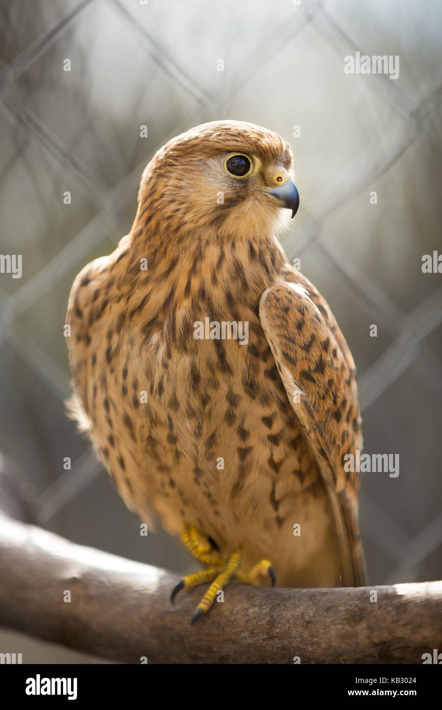 Falcon - Birds Predator Stock Photo - Alamy