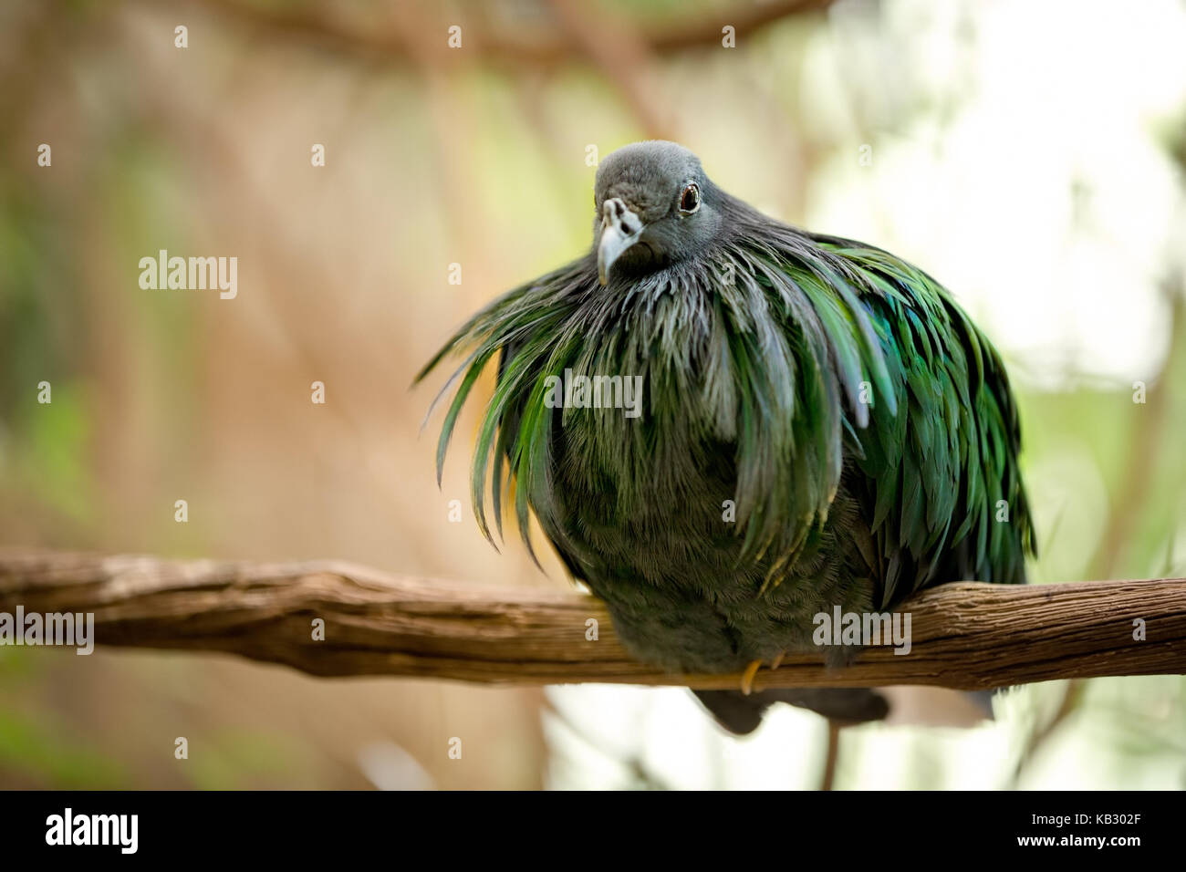 Beautiful pigeon sitting on branch Stock Photo - Alamy