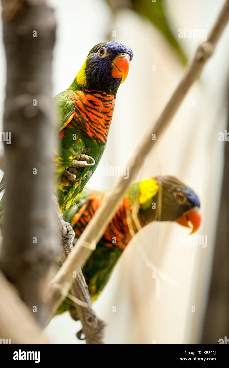 Colorful couple parrot sitting on branch Stock Photo - Alamy