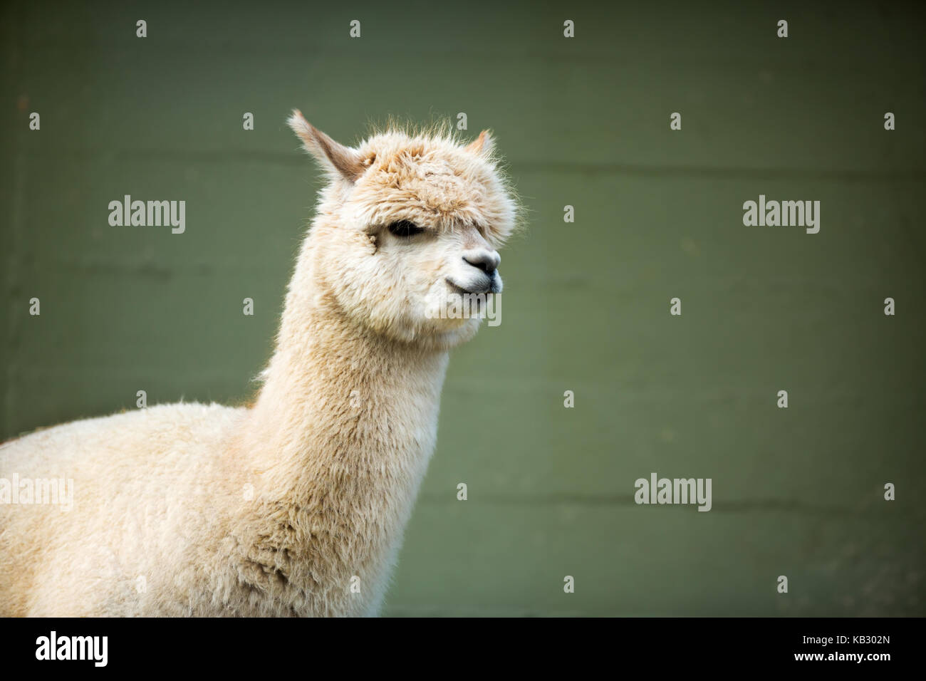 Cute furry animal ecuador hi-res stock photography and images - Alamy