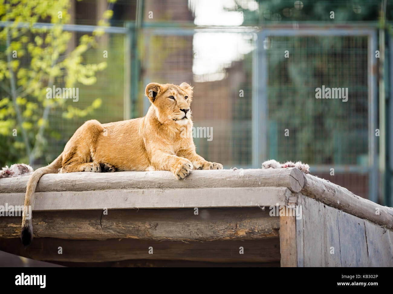 beautiful lioness relaxing in zoo Stock Photo - Alamy