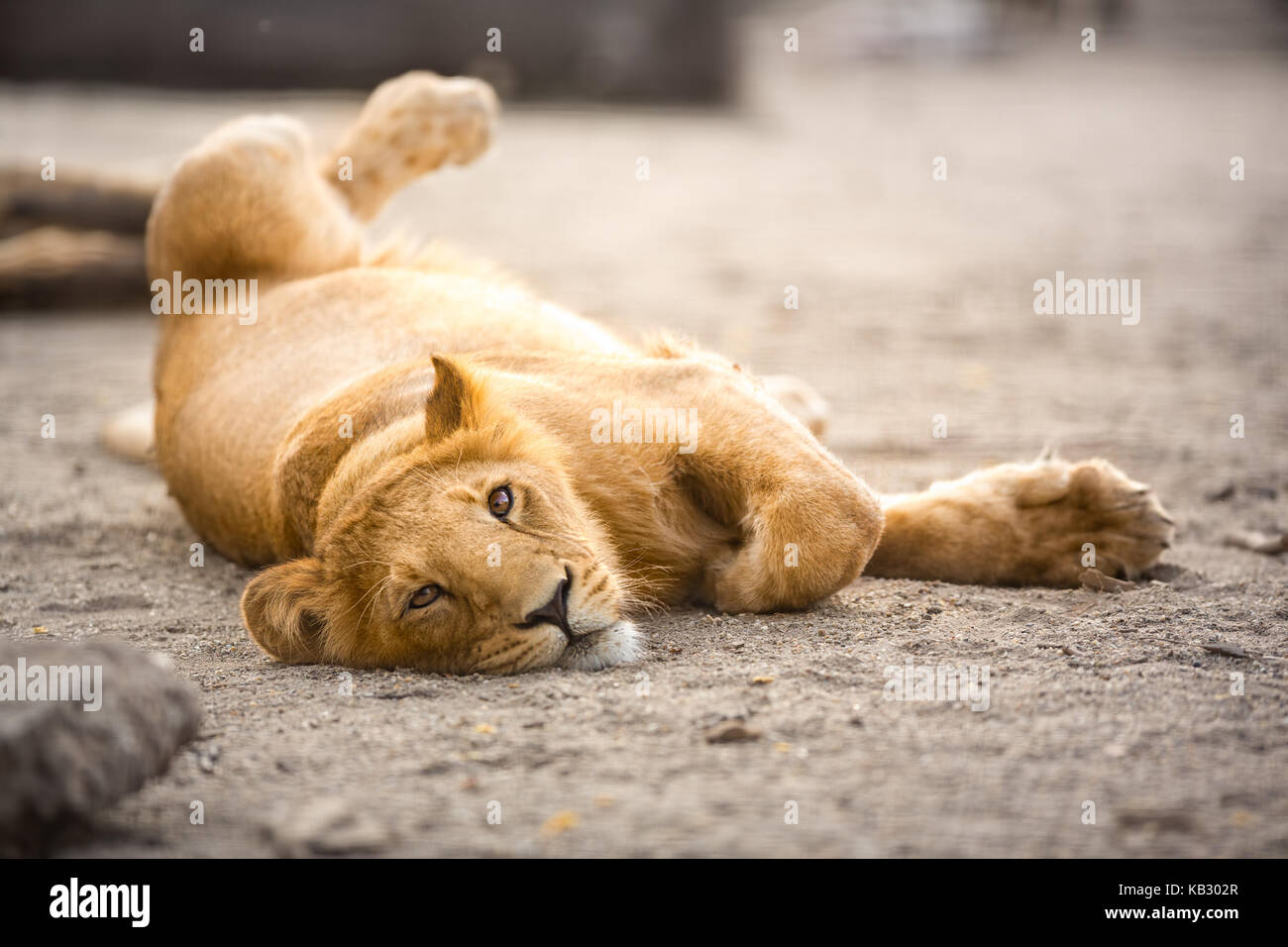 Young ground roll hi-res stock photography and images - Alamy