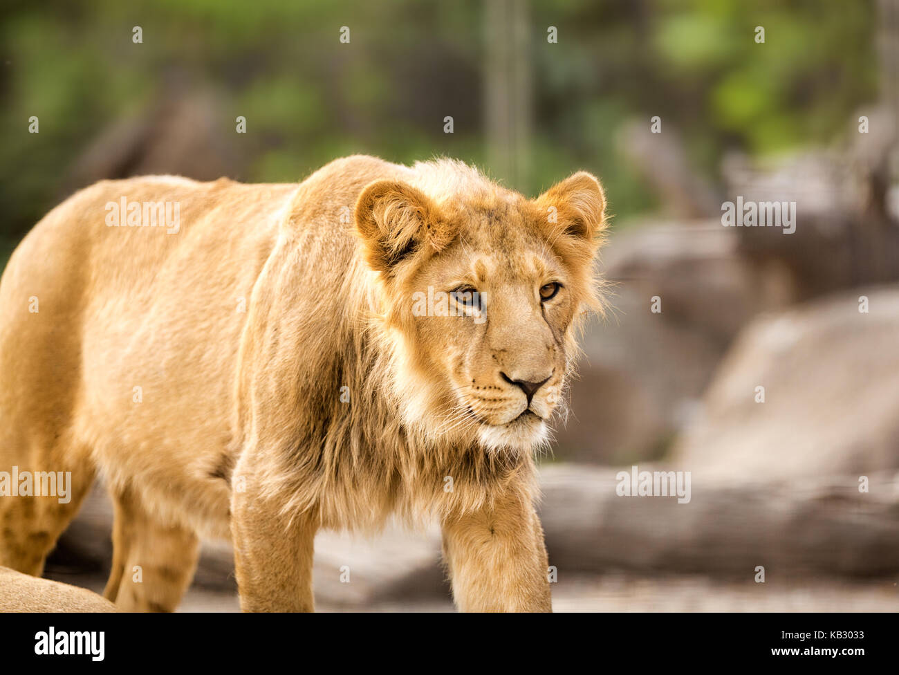 young lion in zoo Stock Photo - Alamy
