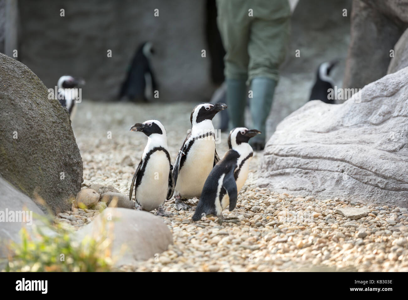 Group of penguins together in zoo Stock Photo - Alamy